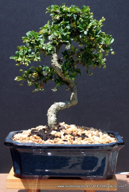 Bonsai Tree Nursery Venice :: Exotic Plant Nursery Venice :: Lou's ...