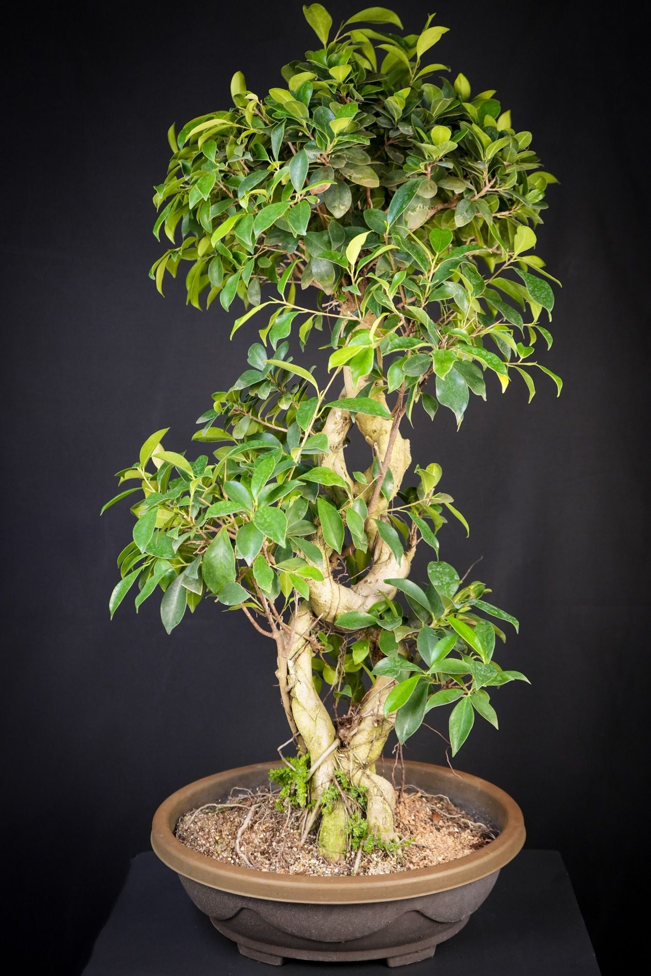 Golden Ficus monster tree