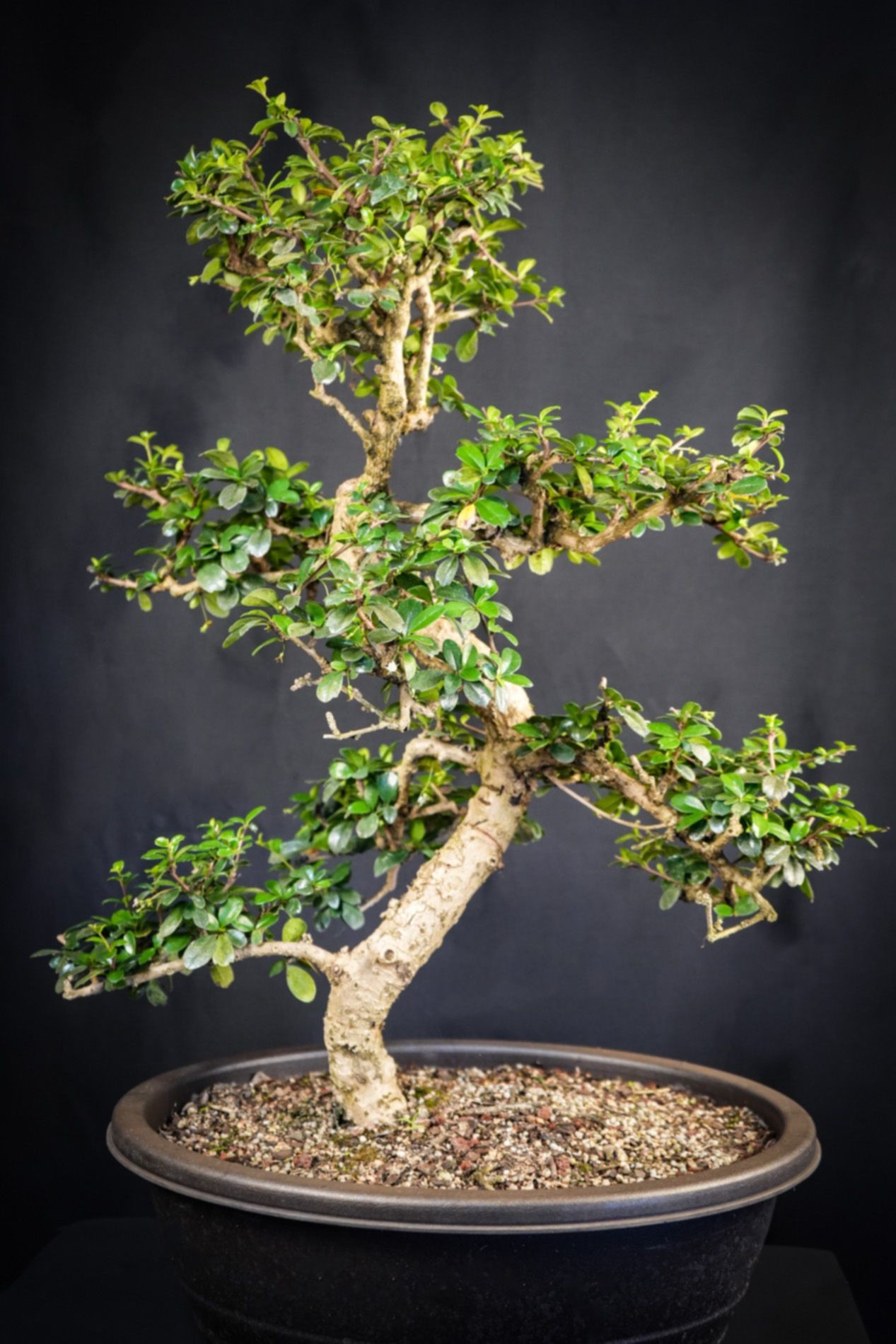 One of a Kind Bonsai Trees