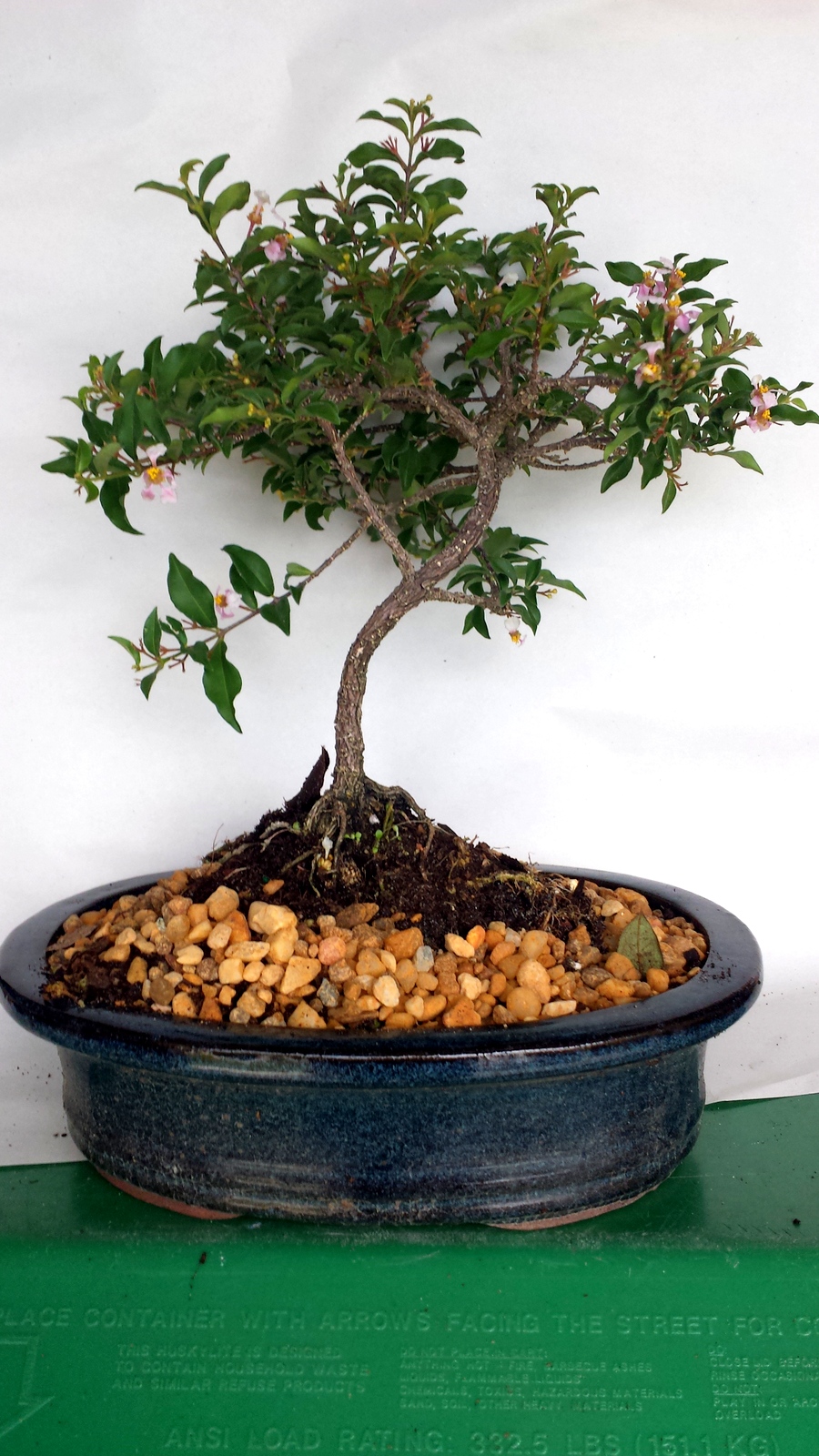 9yr Flowering Cherry bonsai tree.